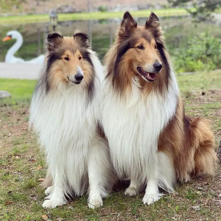 10 Fun Facts About Rough Collies - ilovedogscute.com