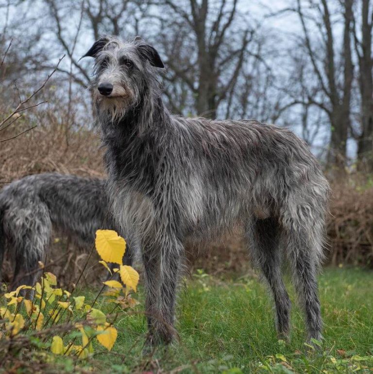 10 Fun Facts About Scottish Deerhounds - ilovedogscute.com