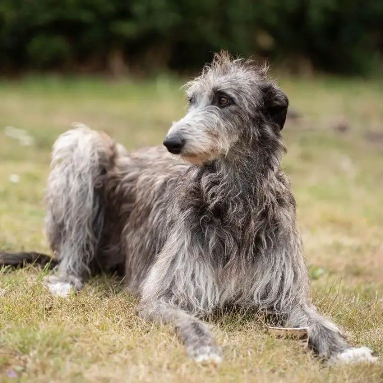 10 Fun Facts About Scottish Deerhounds - ilovedogscute.com