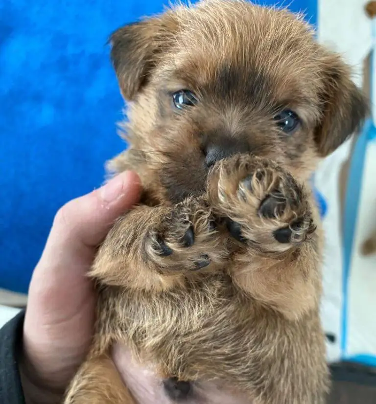 15 Photos Of Norfolk Terrier Puppies With Pure Beauty