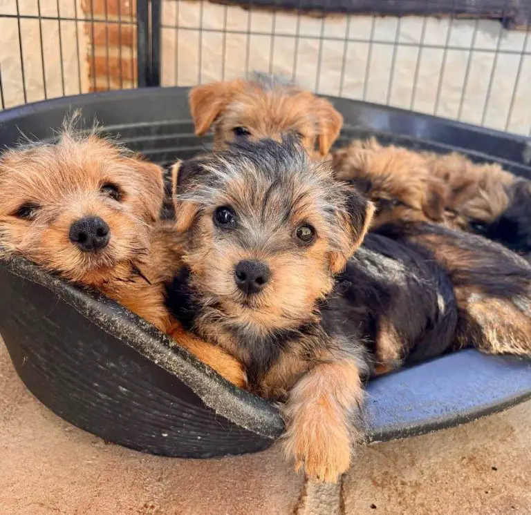 15 Photos Of Norfolk Terrier Puppies With Pure Beauty