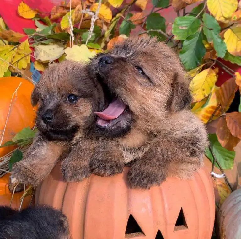 15 Photos Of Norfolk Terrier Puppies With Pure Beauty