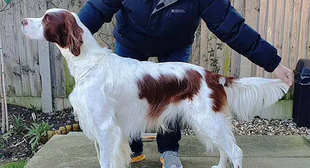 10 Fun Facts About Irish Red and White Setters - ilovedogscute.com