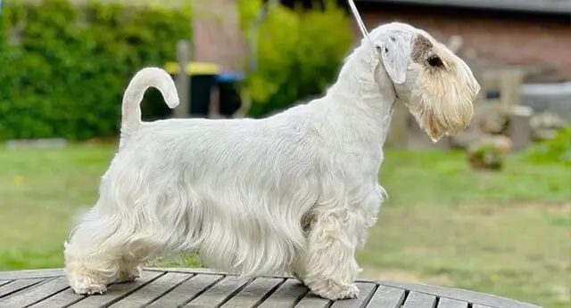 10 Fun Facts About Sealyham Terriers - ilovedogscute.com