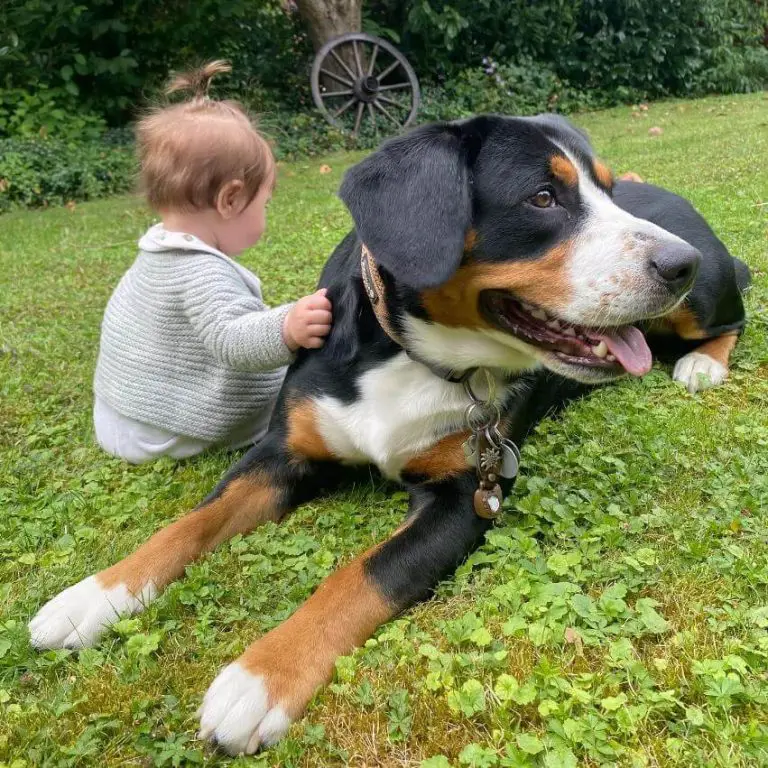 10 Fun Facts About Entlebucher Mountain Dogs - ilovedogscute.com