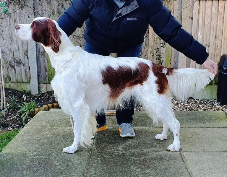 10 Fun Facts About Irish Red and White Setters - ilovedogscute.com