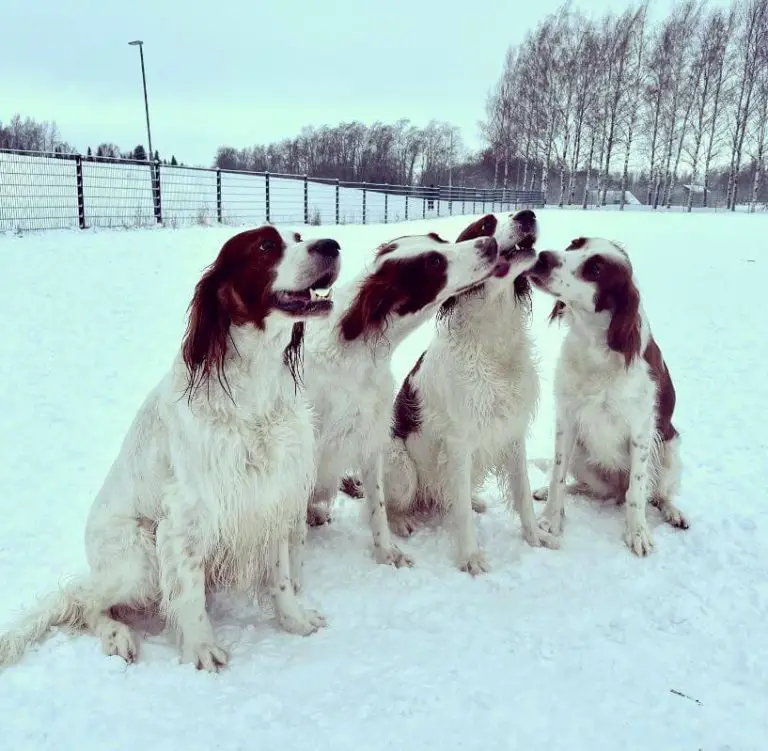 10 Fun Facts About Irish Red and White Setters - ilovedogscute.com