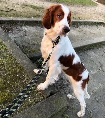 10 Fun Facts About Irish Red and White Setters - ilovedogscute.com