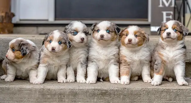 15 Photos Of Mini Aussie Puppies That Make Everyone Fall In Love ...