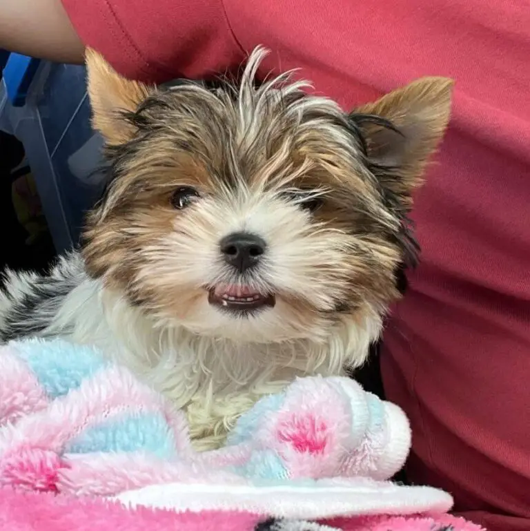 15 Photos Of Biewer Terrier Puppies With Pure Beauty - ilovedogscute.com