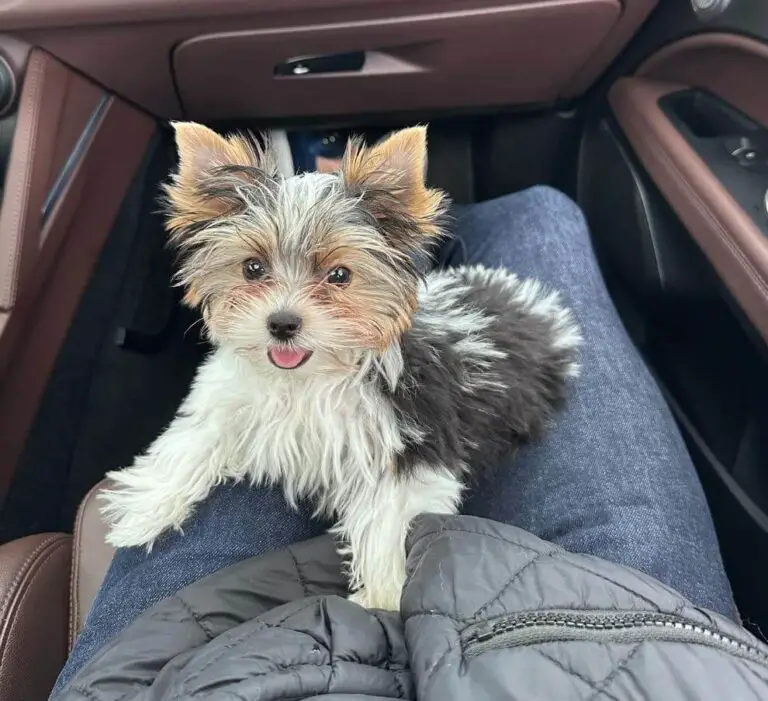 15 Photos Of Biewer Terrier Puppies With Pure Beauty - ilovedogscute.com