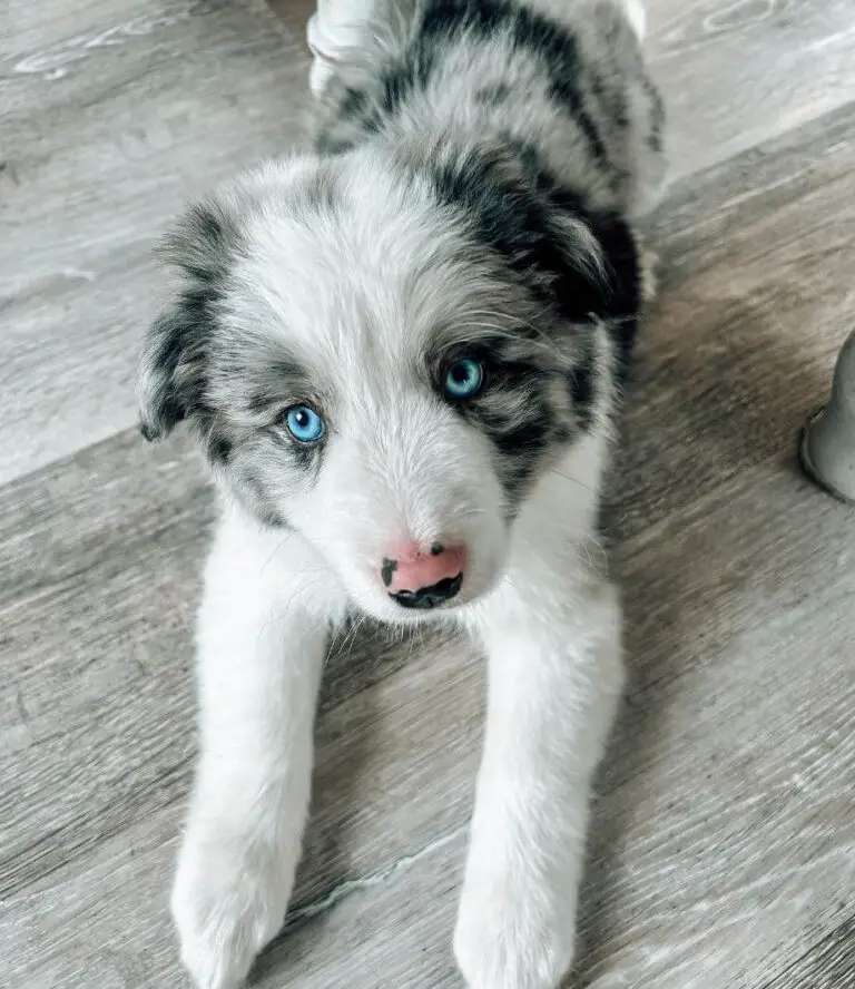 15 Photos Of Mini Aussie Puppies That Make Everyone Fall In Love ...