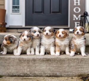 15 Photos Of Mini Aussie Puppies That Make Everyone Fall In Love ...