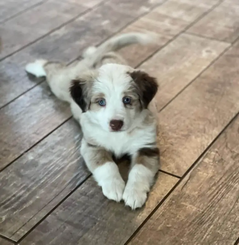 15 Photos Of Mini Aussie Puppies That Make Everyone Fall In Love ...