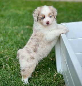 15 Photos Of Mini Aussie Puppies That Make Everyone Fall In Love ...