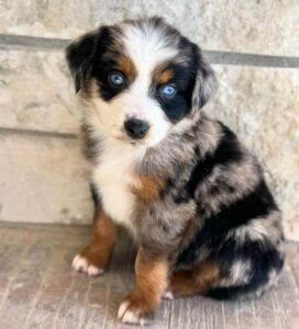15 Photos Of Mini Aussie Puppies That Make Everyone Fall In Love ...