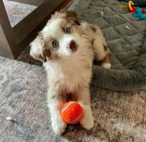 15 Photos Of Mini Aussie Puppies That Make Everyone Fall In Love ...